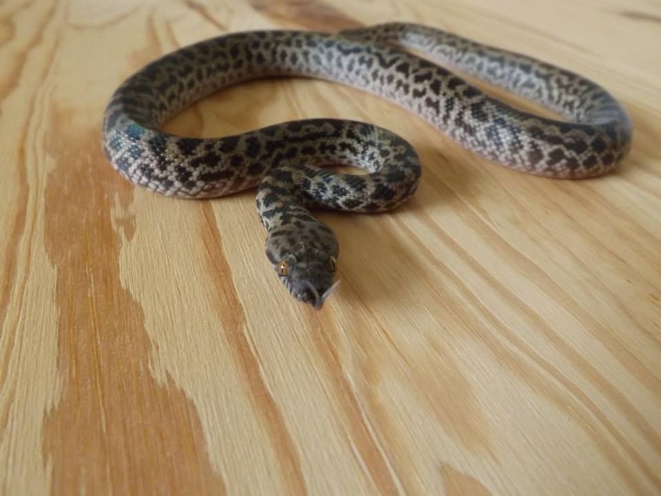 Spotted Python | Reptile Forums