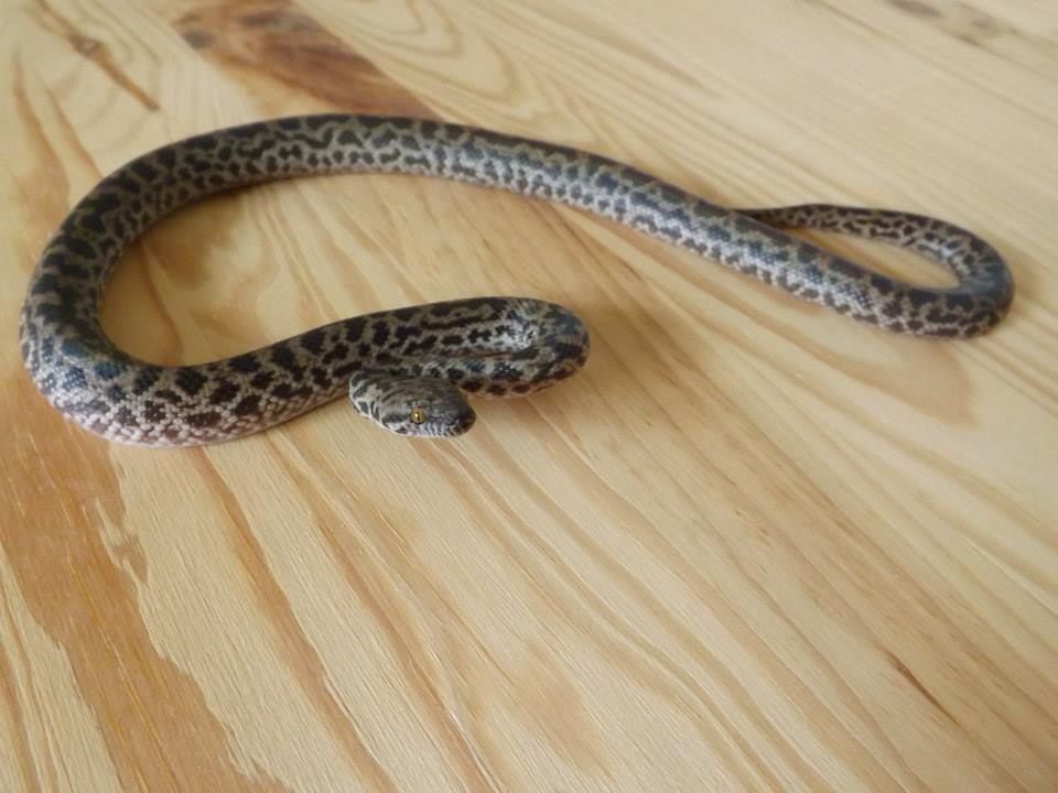 Spotted Python | Reptile Forums