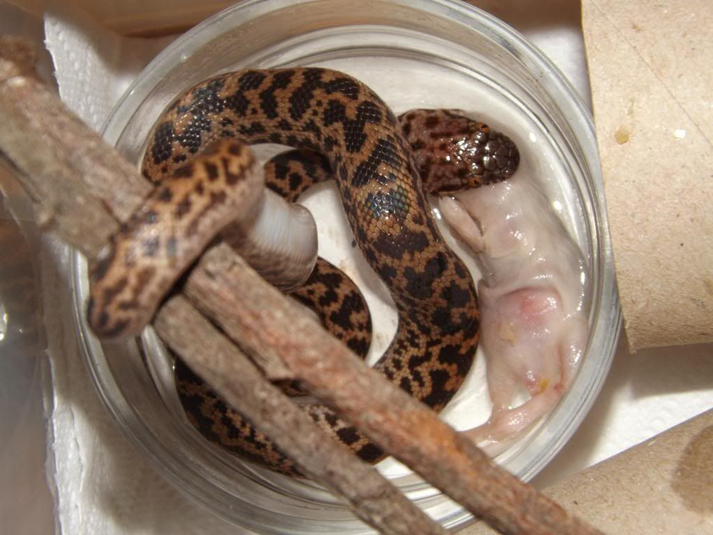 Spotted Python | Reptile Forums