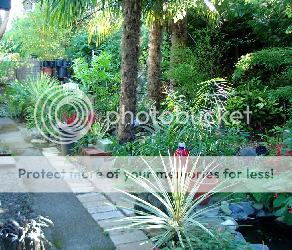 Palm Crazy's Garden - DISCUSSING PALM TREES WORLDWIDE - PalmTalk