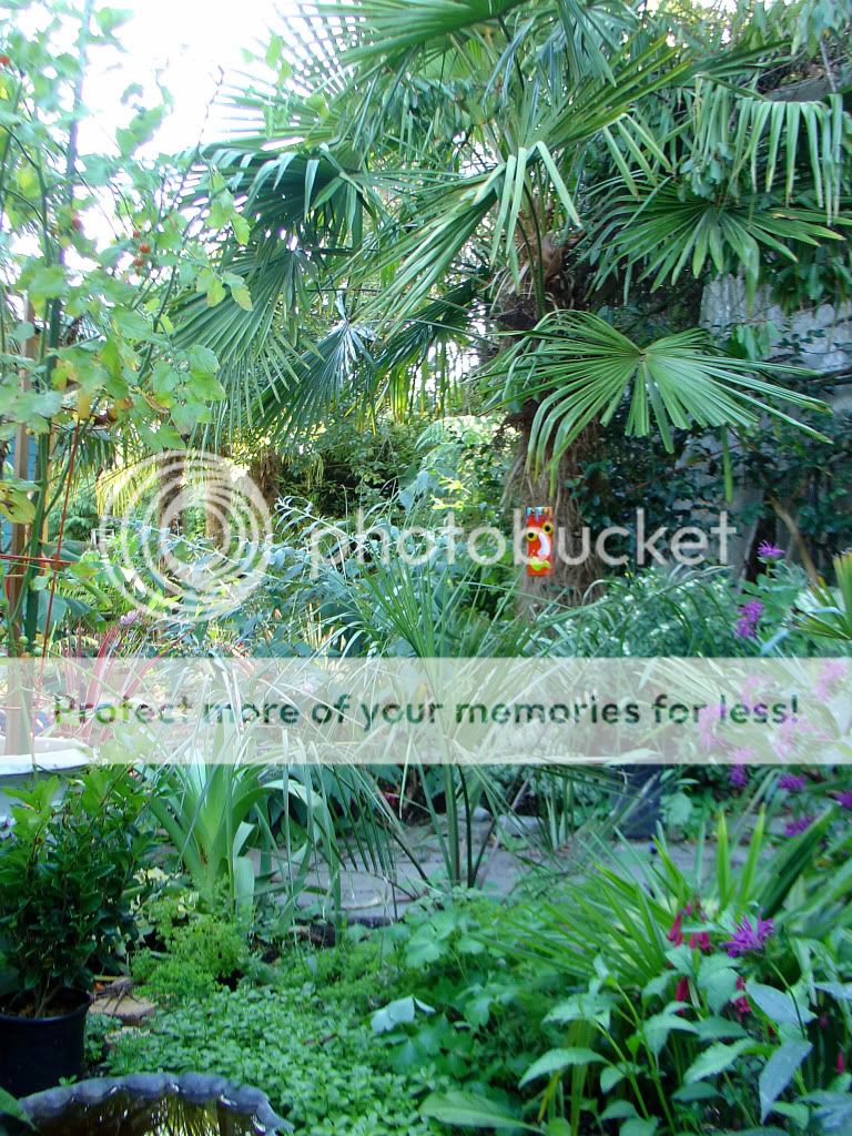 Palm Crazy's Garden - DISCUSSING PALM TREES WORLDWIDE - PalmTalk