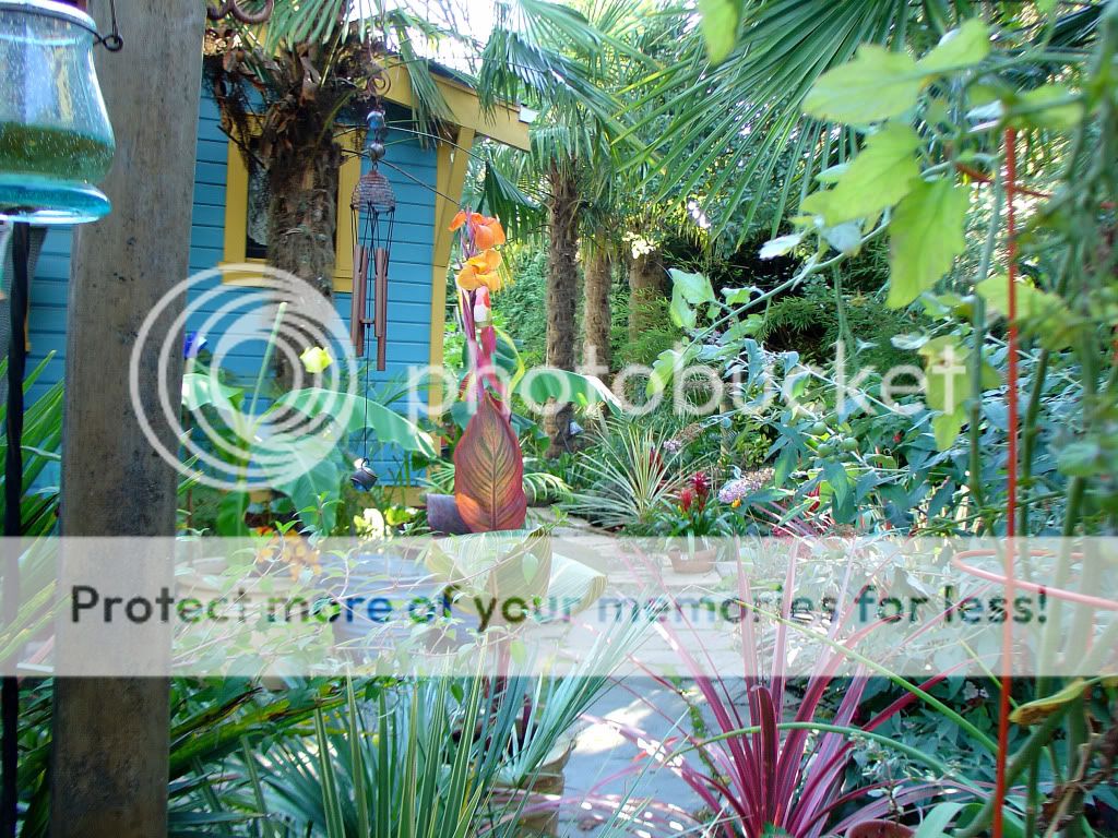 Palm Crazy's Garden - DISCUSSING PALM TREES WORLDWIDE - PalmTalk