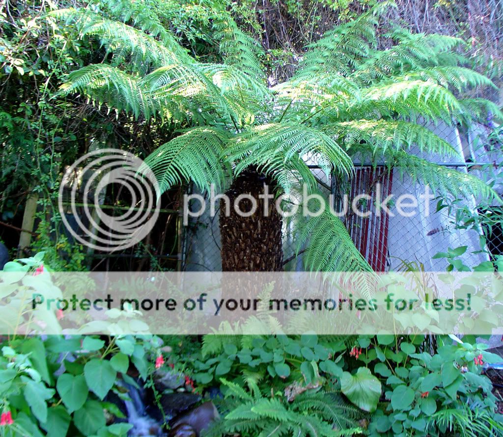 Palm Crazy's Garden - DISCUSSING PALM TREES WORLDWIDE - PalmTalk