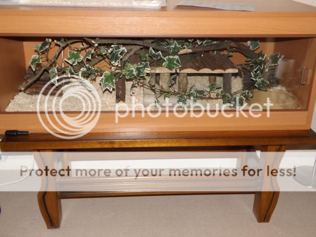 First Viv Done | Reptile Forums