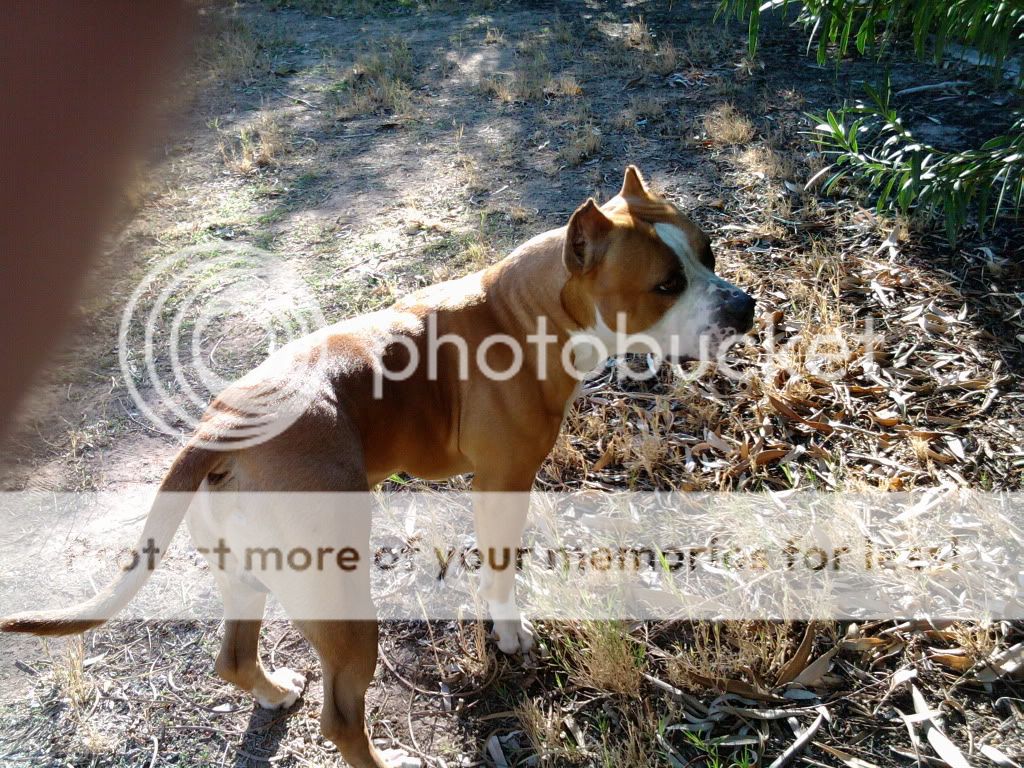 New Pics of Tonka Truck | Go Pitbull Forums